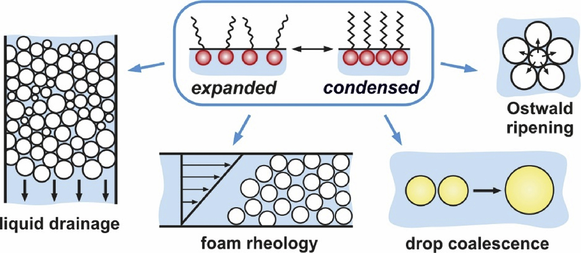 Surface phase transitions in foams and emulsions – LCPE